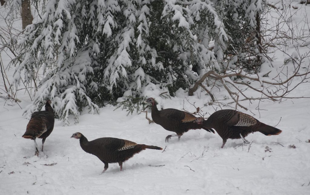 Winter Watch: Hunters and birders can report turkey sightings to aid in ...
